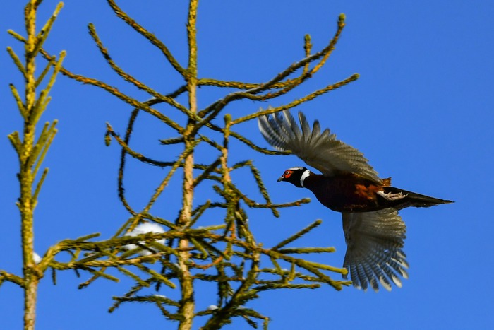 Kartanon Riistan fasaanijahdit